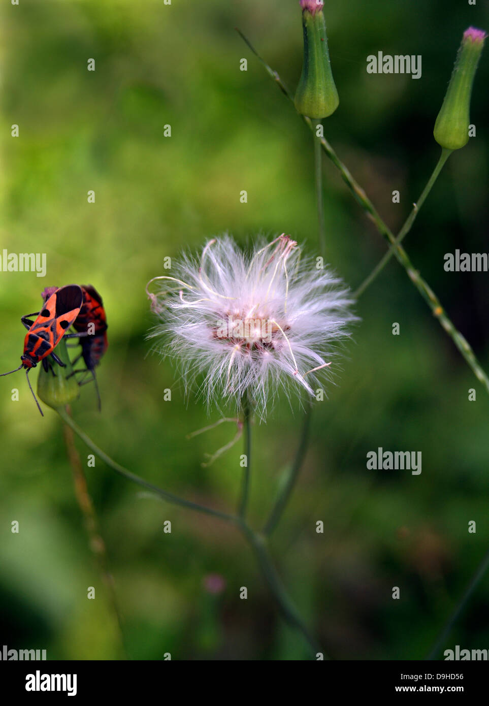 Muyal cheviyan hi-res stock photography and images - Alamy