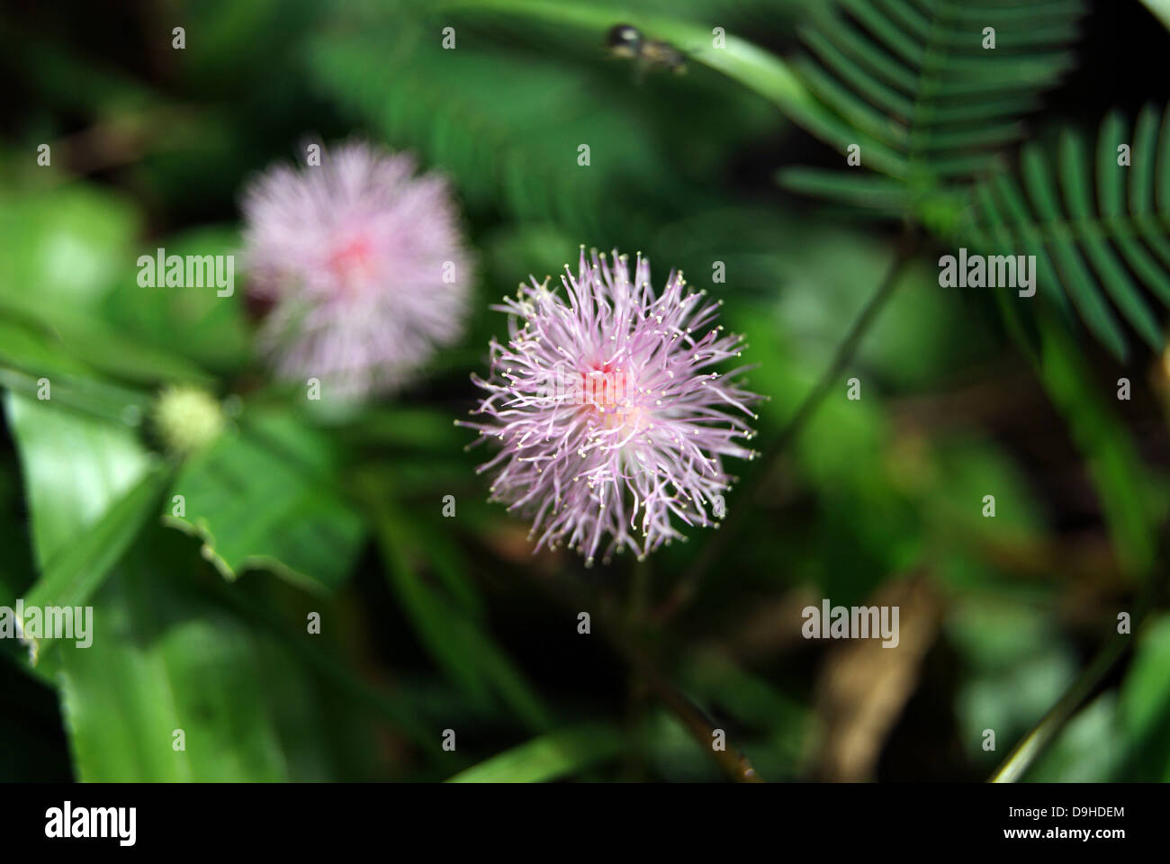 Colorful lilac tasselflower or Emilia sonchifolia flower Stock Photo ...
