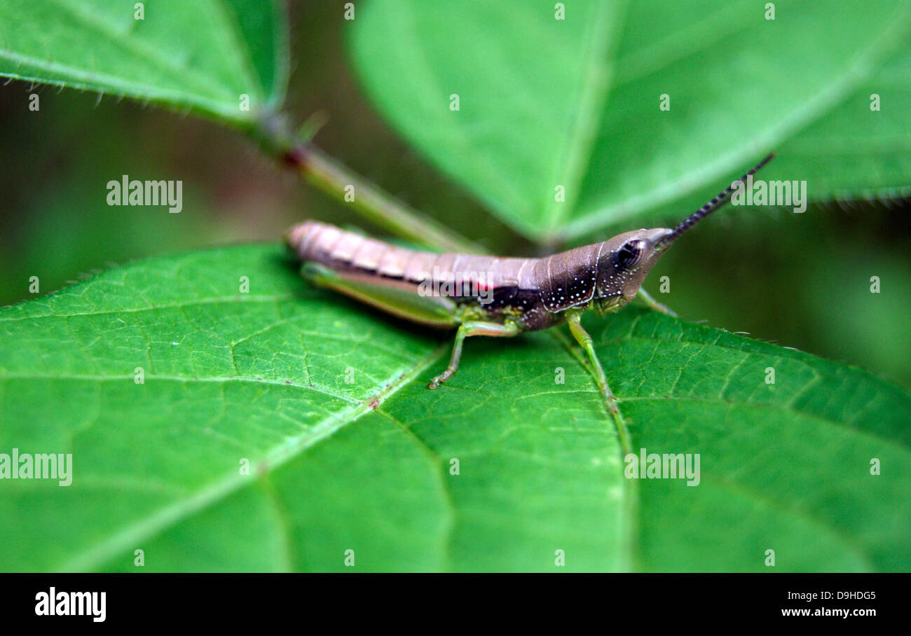 Grasshopper locust type Insect on a Green Leaf Stock Photo - Alamy