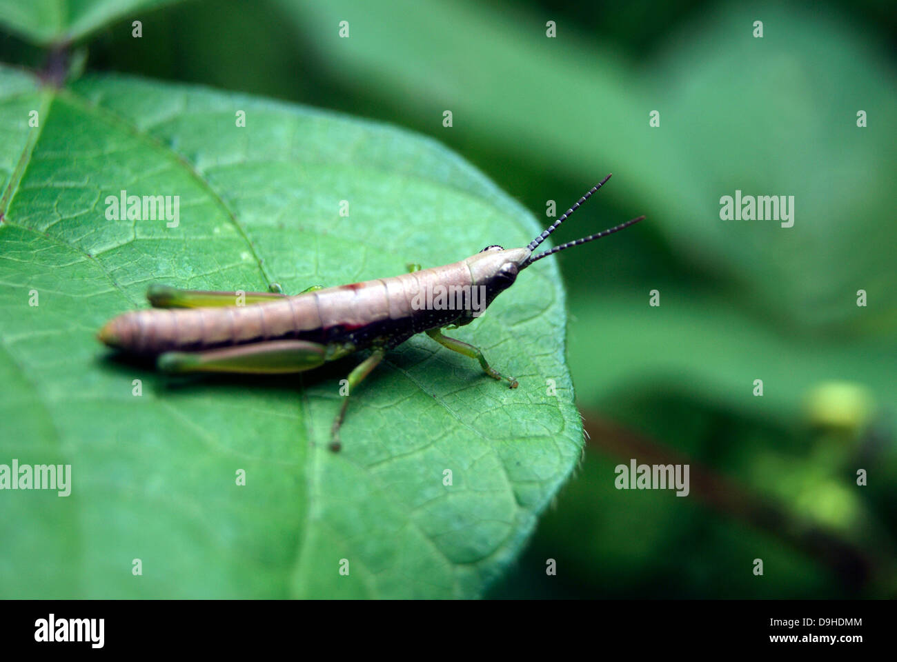 Grasshopper locust type Insect on a Green Leaf Stock Photo - Alamy