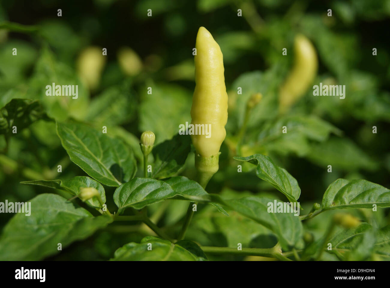 Green pepper capsicum seedling hi-res stock photography and images - Alamy