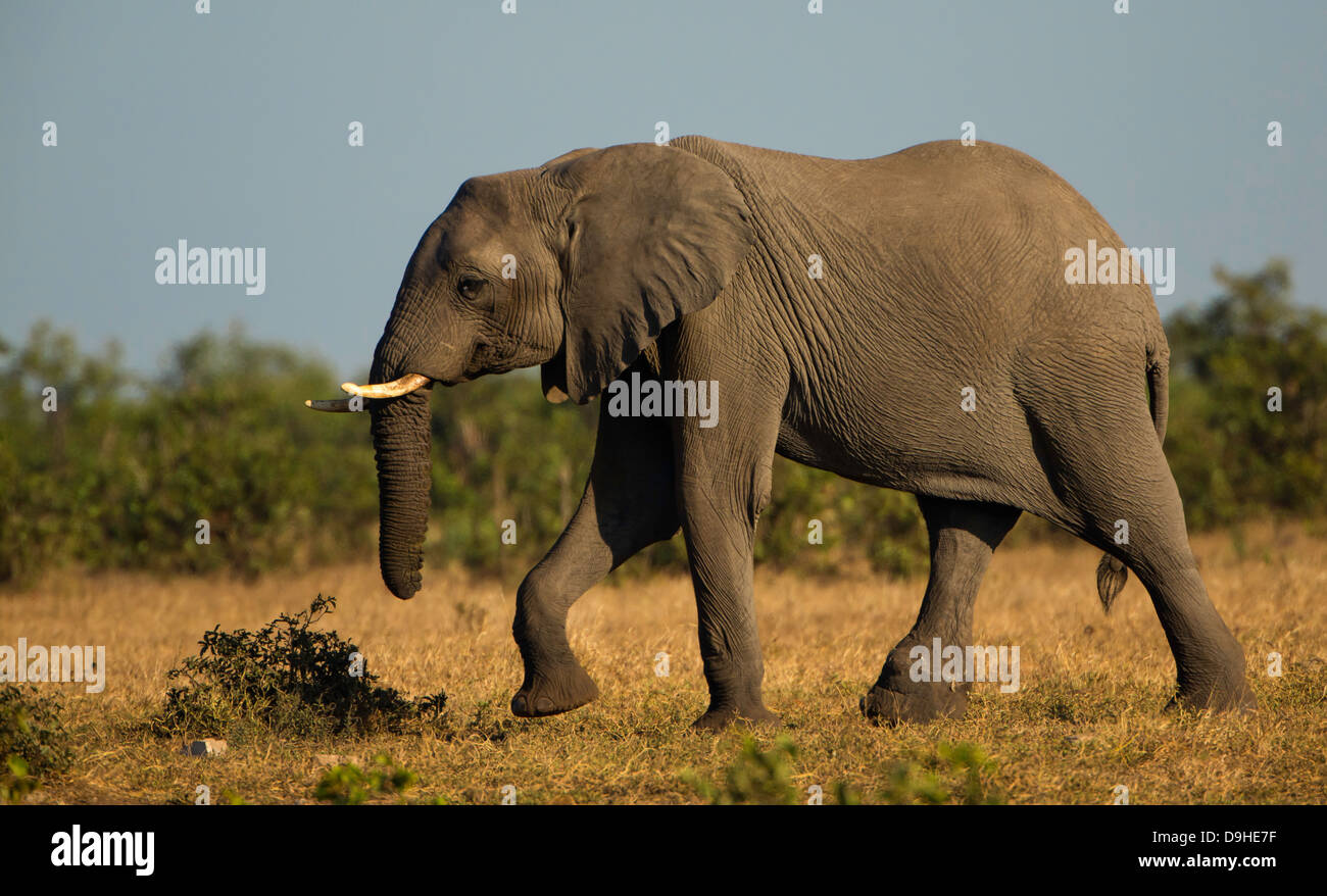 elephant approaching waterhole Stock Photo - Alamy elephant approaching waterhole Stock Photo - Alamy