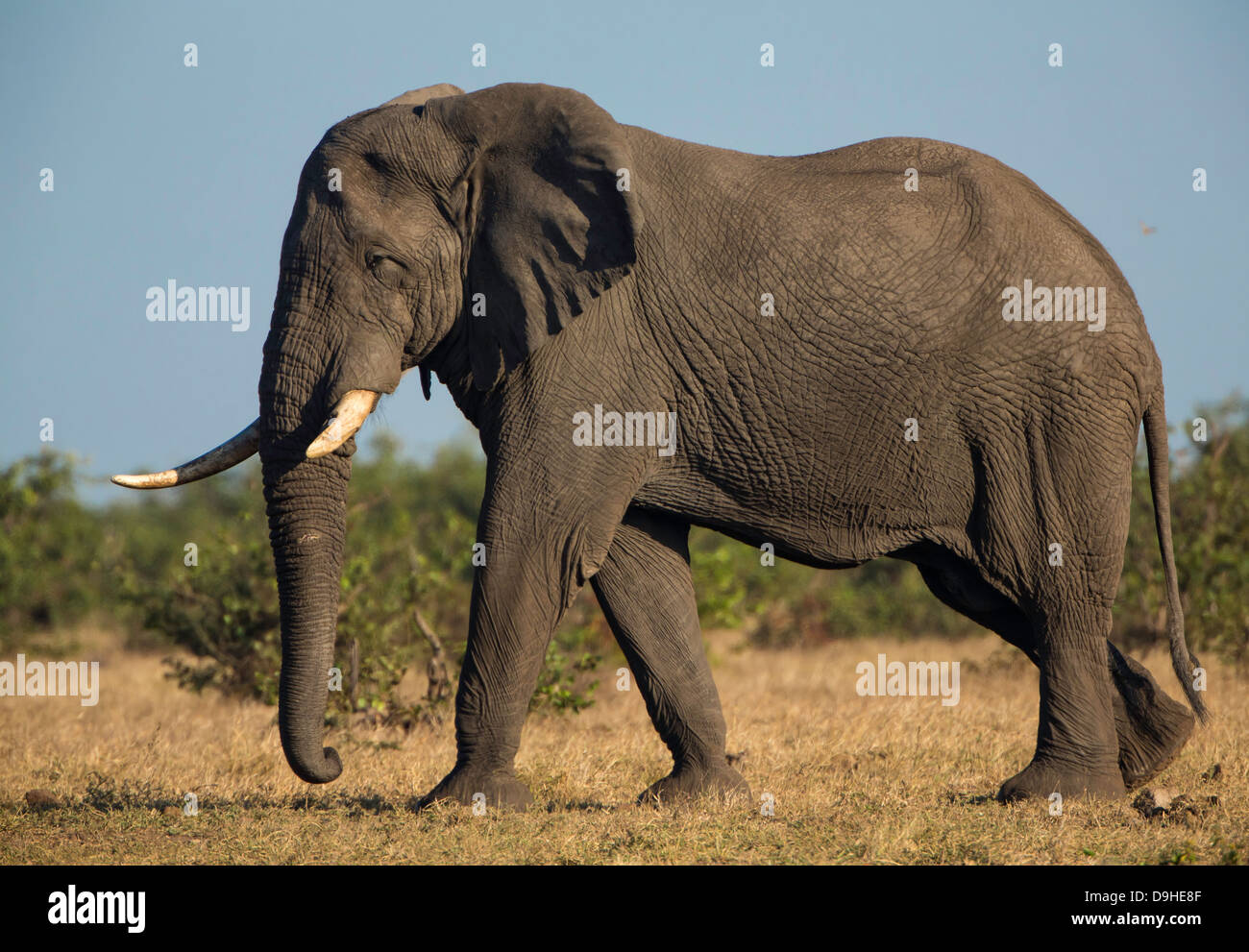 Male adult elephant walking hi-res stock photography and images - Alamy