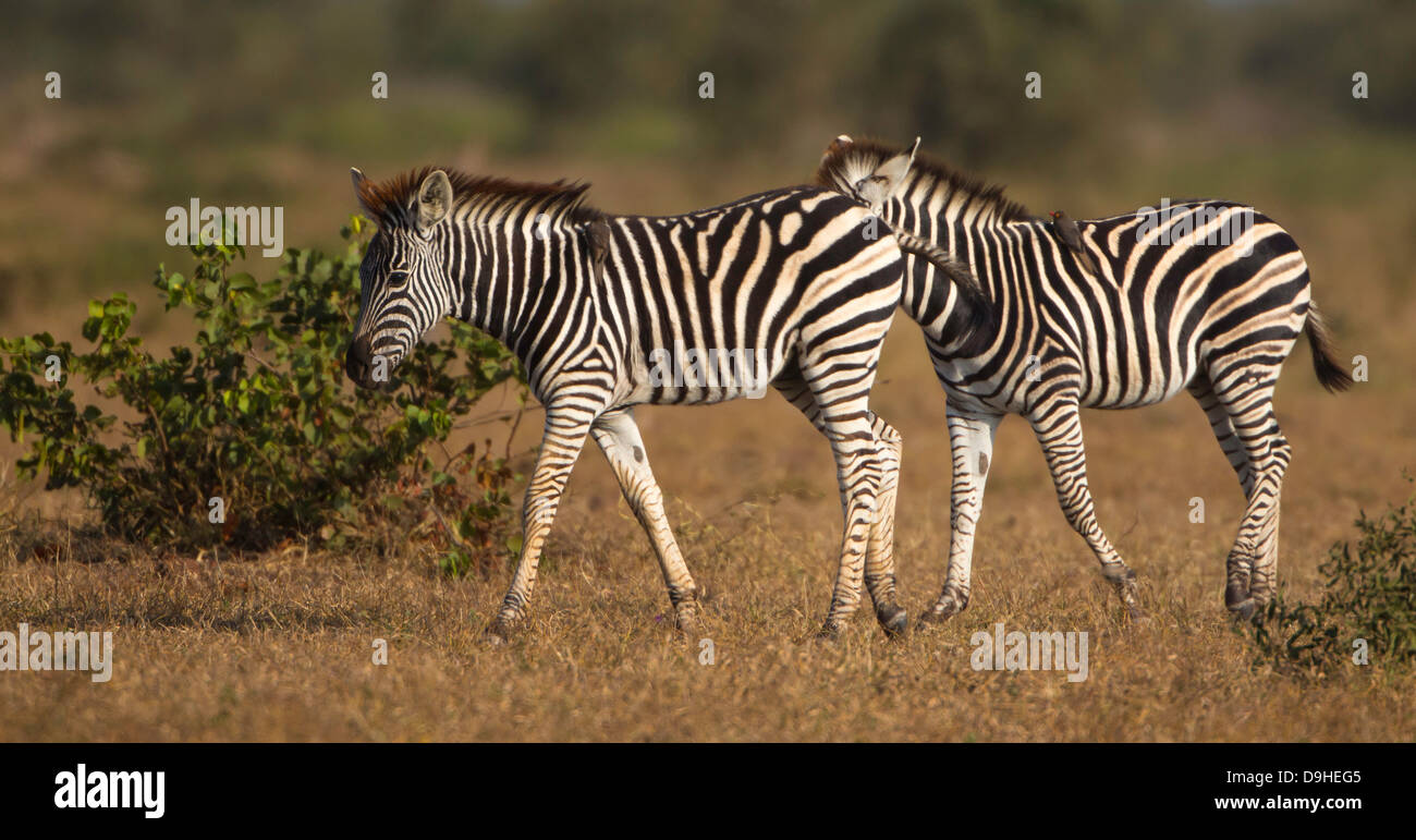 zebra duo walking Stock Photo - Alamy