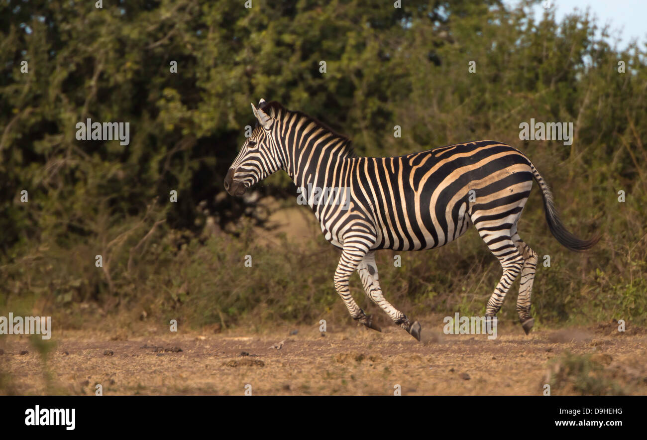 Zebra running hi-res stock photography and images - Alamy
