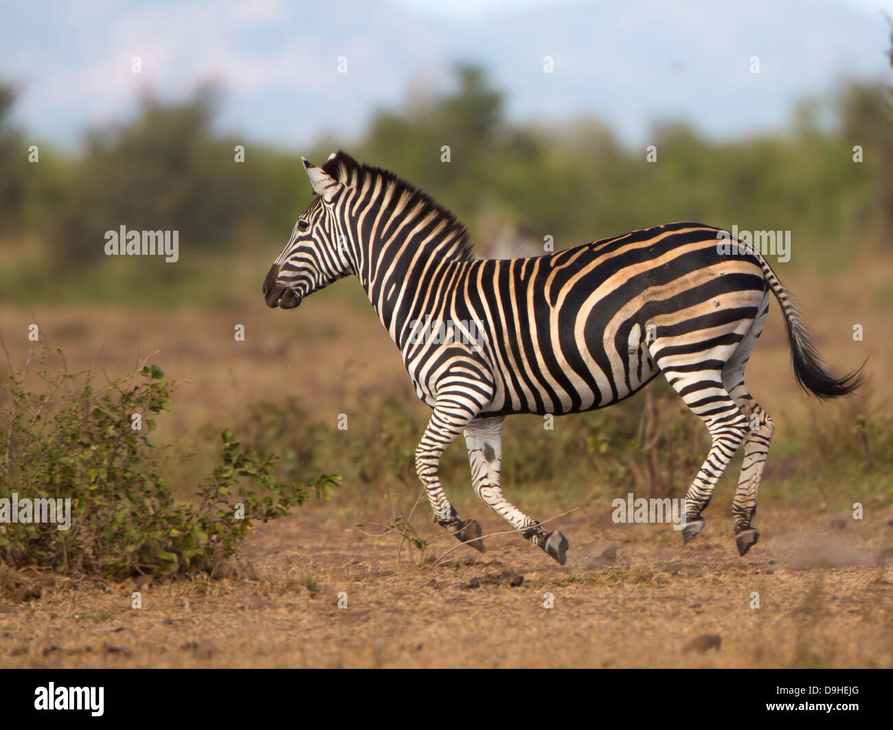 Zebra running hi-res stock photography and images - Alamy