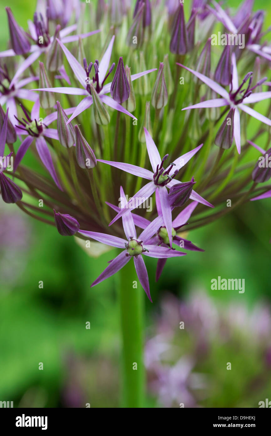 Allium Christophii flower. Star of Persia Stock Photo - Alamy