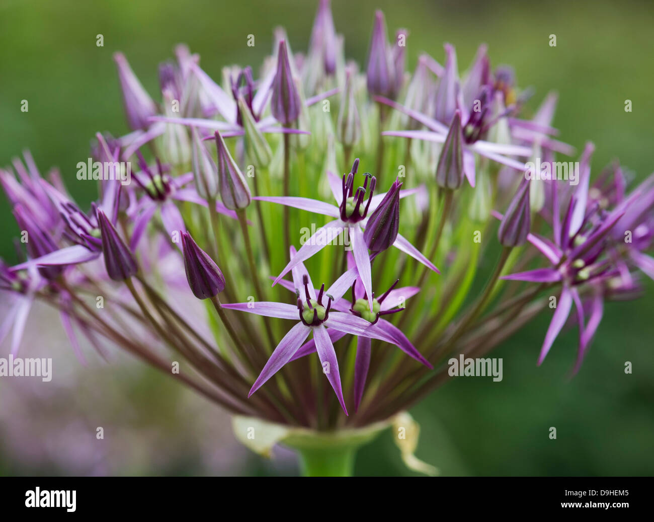 Allium Christophii flower. Star of Persia Stock Photo - Alamy