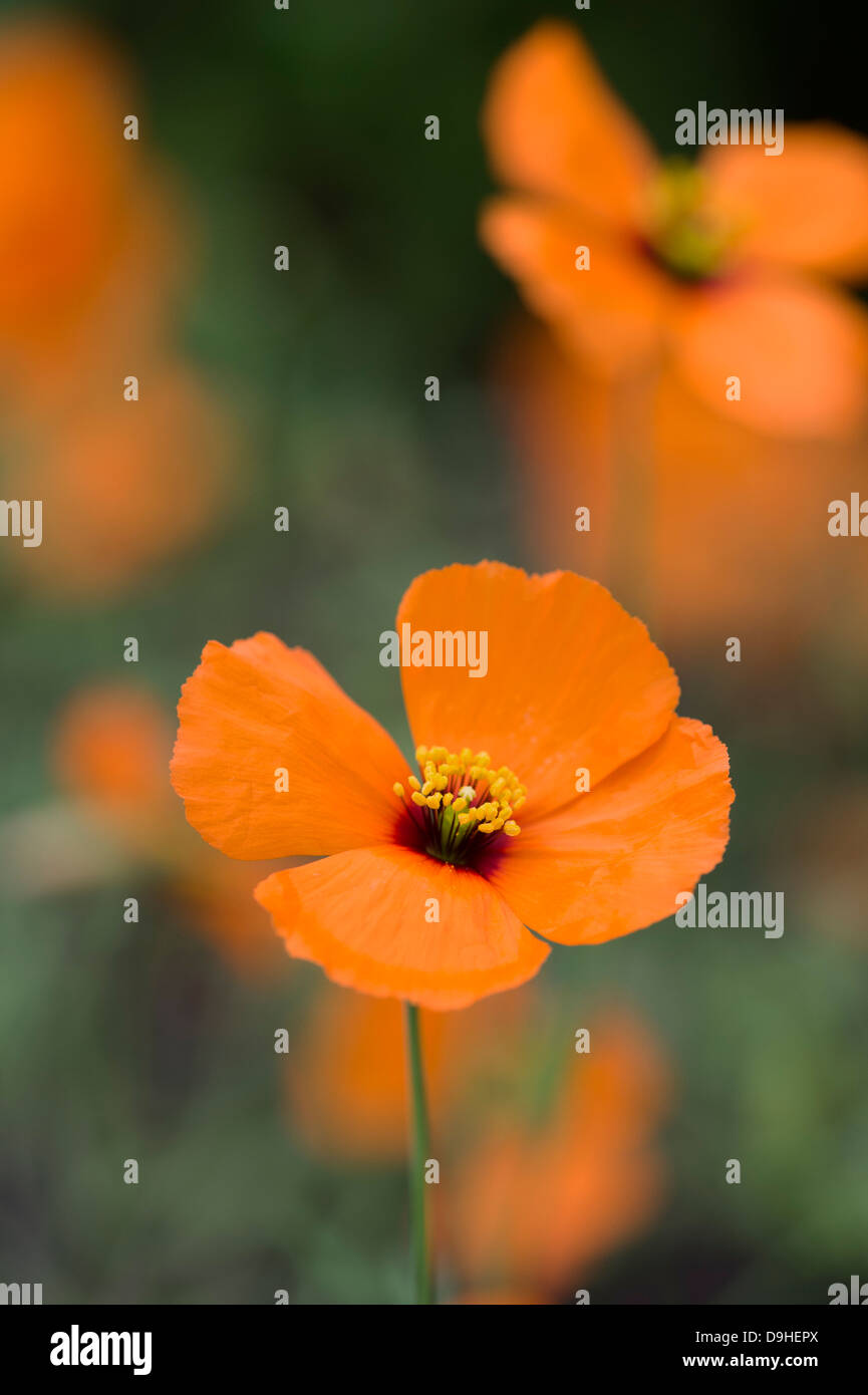 Windpoppy hi-res stock photography and images - Alamy