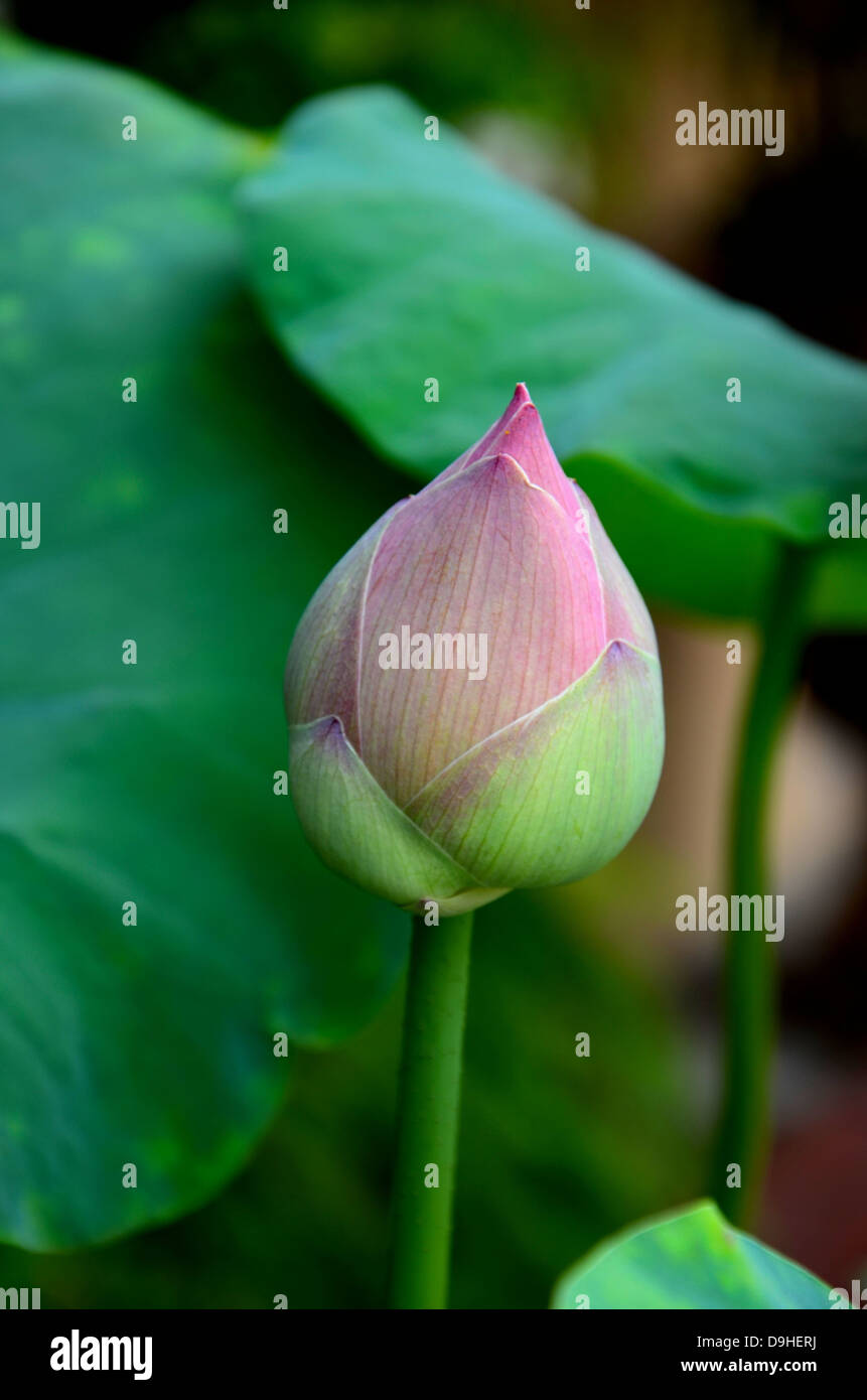 Violet, purple and green flower bud prepares to bloom Stock Photo - Alamy