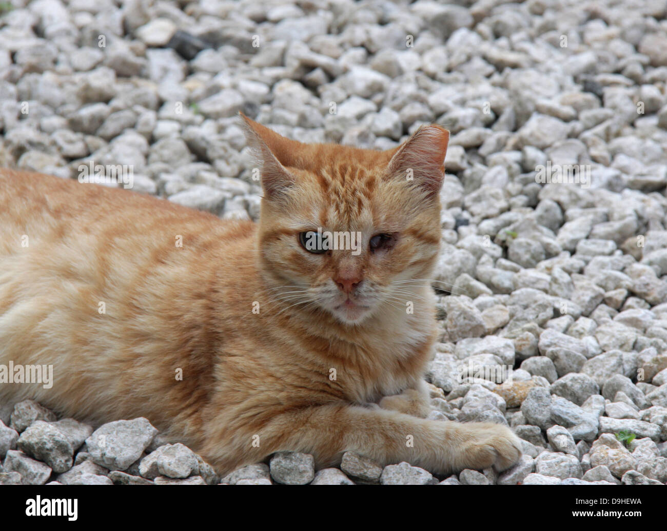 One eyed cat Stock Photo - Alamy