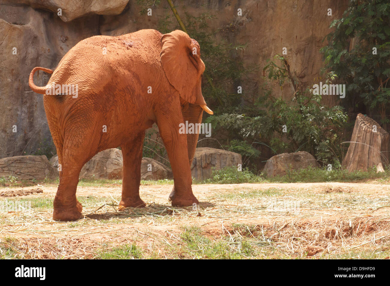 Beautiful elephant image hi-res stock photography and images - Alamy
