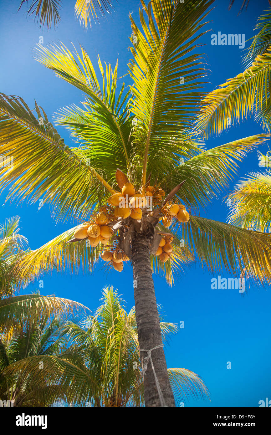 Tropical coconut palm tree with yellow coconut against the blue sky ...