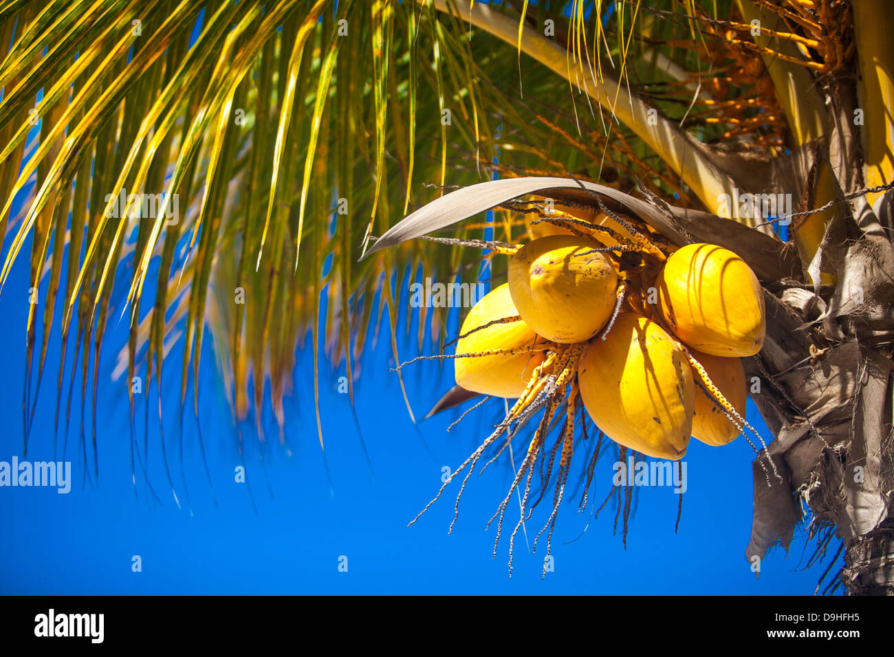 Tropical coconut palm tree with yellow coconut against the blue sky ...