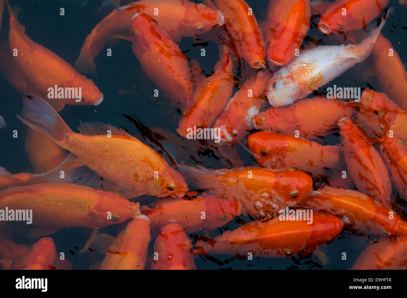 Koi Gold fish in the pond Stock Photo - Alamy