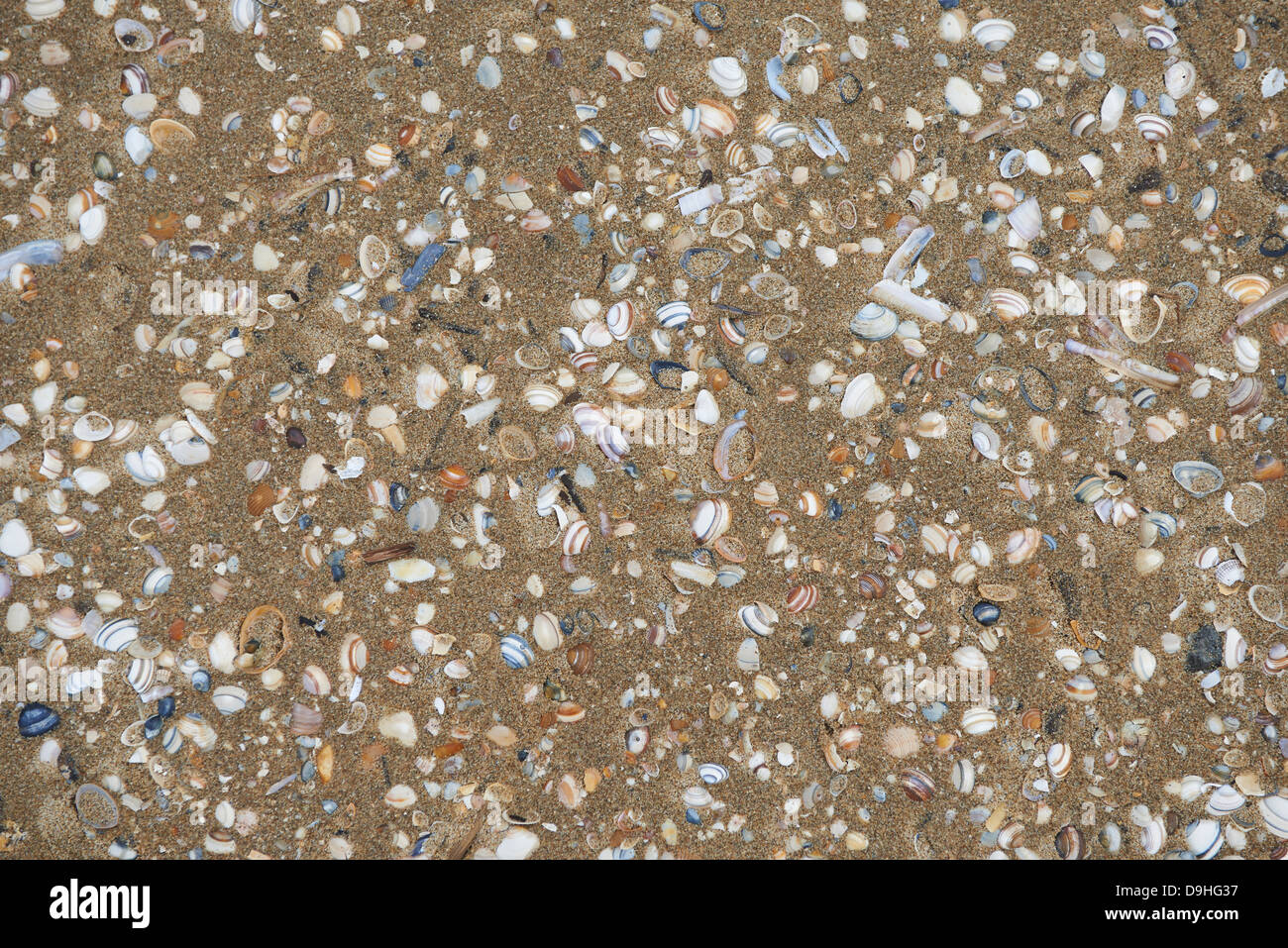 Sea shell gravel hi-res stock photography and images - Alamy
