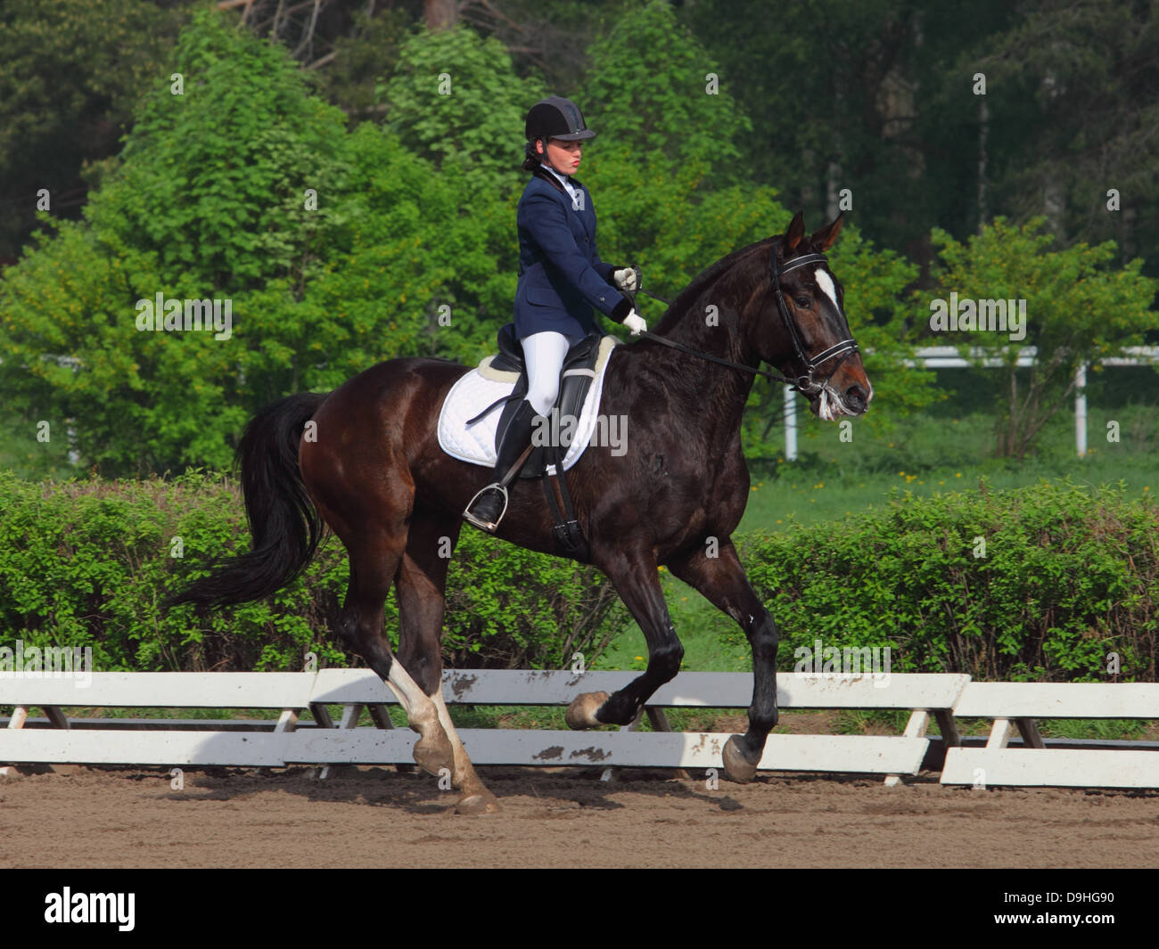 Equestrian sport, dressage - woman and bay horse Stock Photo - Alamy