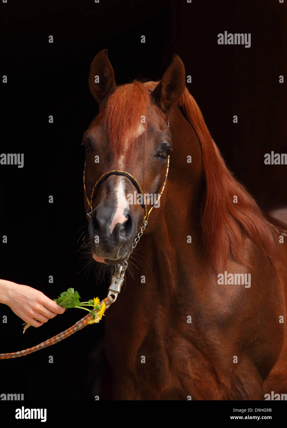 Portrait of a splendid purebred Arabian stallion against a black ...