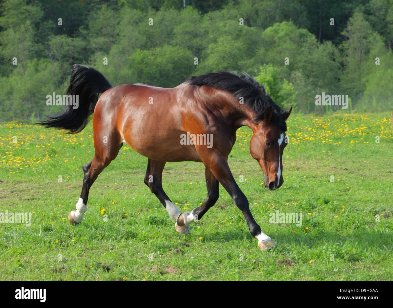 Wild breed of horse hi-res stock photography and images - Alamy