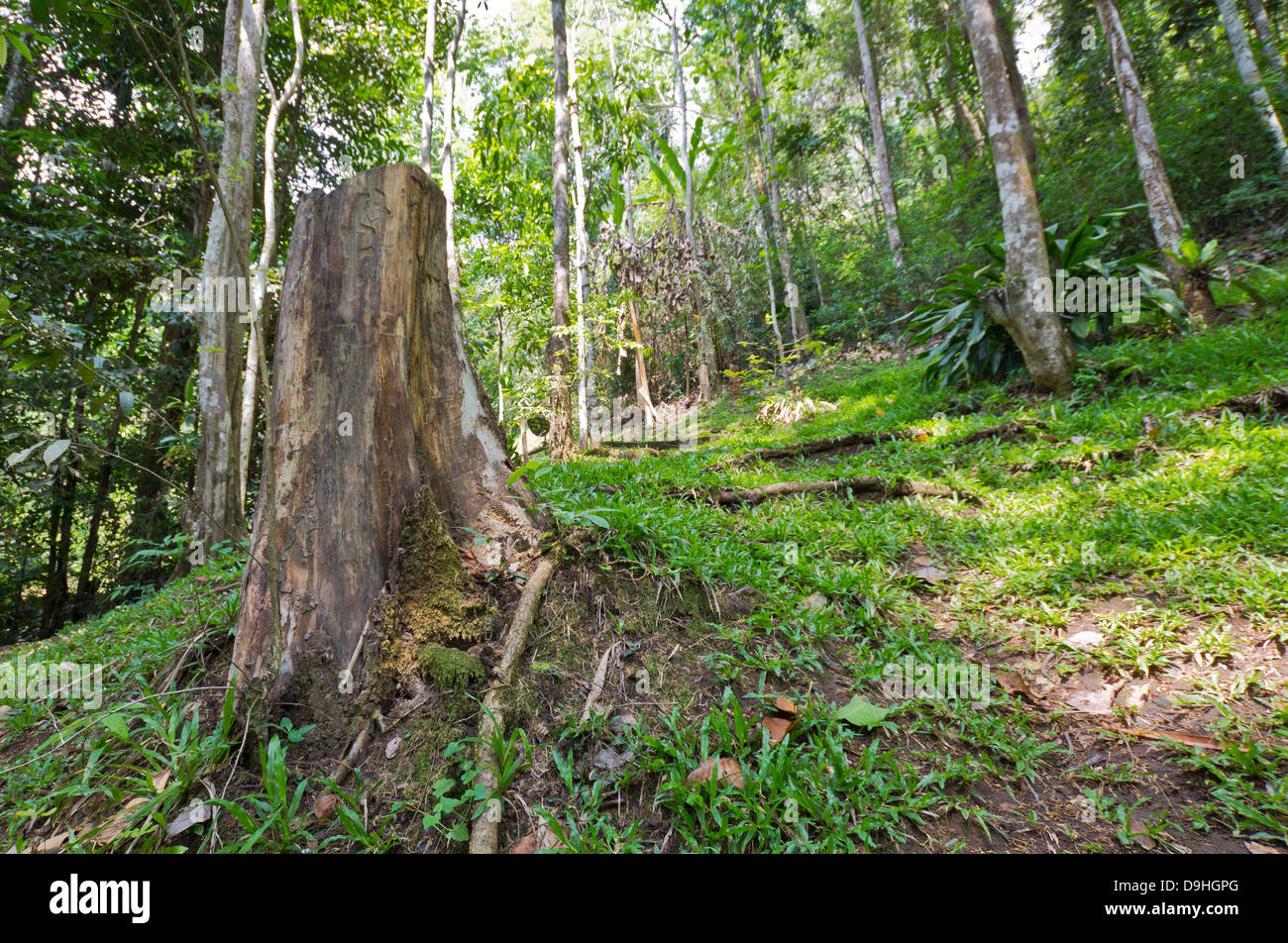 Big Tree Stump in the Green Tropical Forest Stock Photo - Alamy