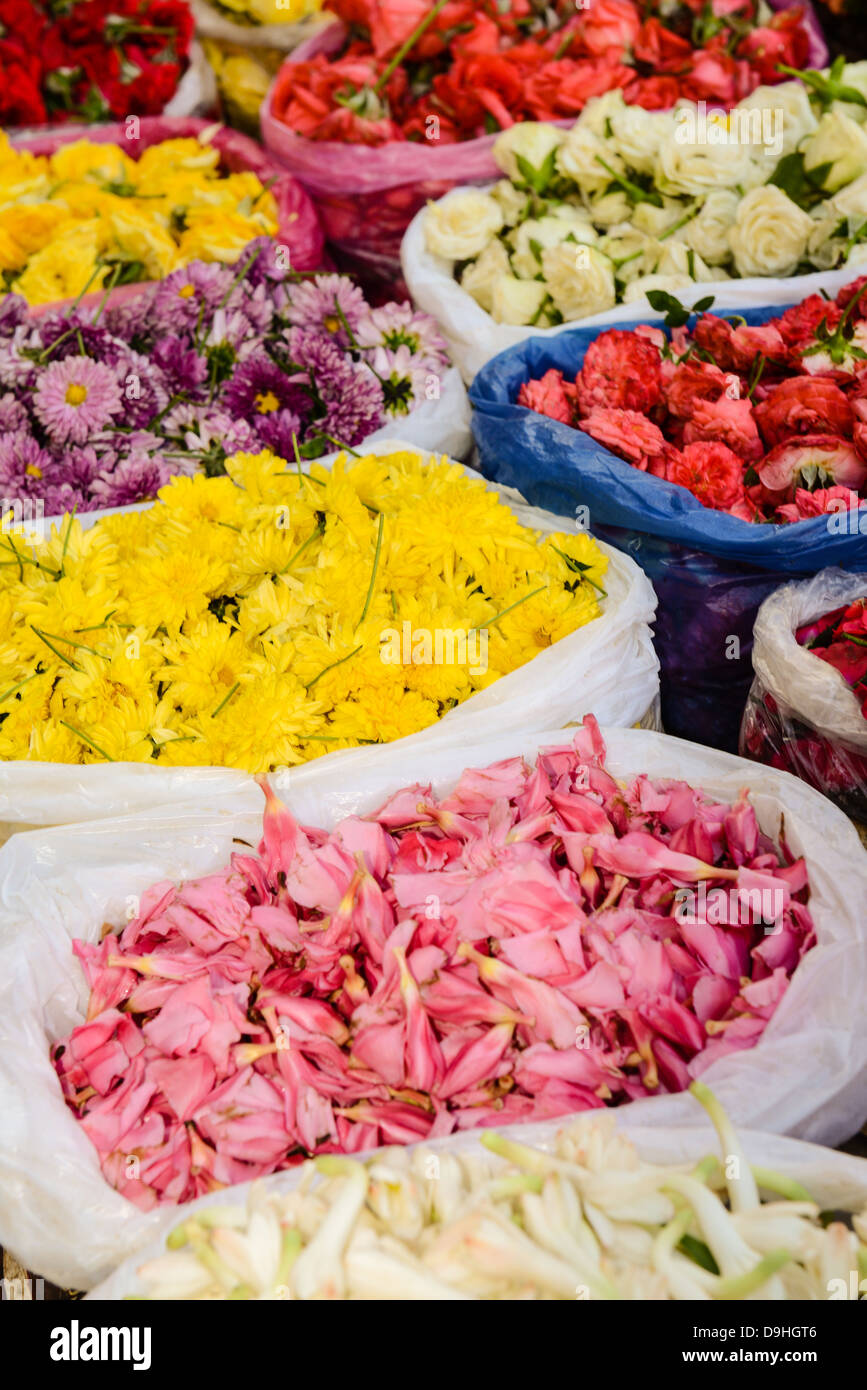 Mums and Roses for Sale in India Stock Photo - Alamy