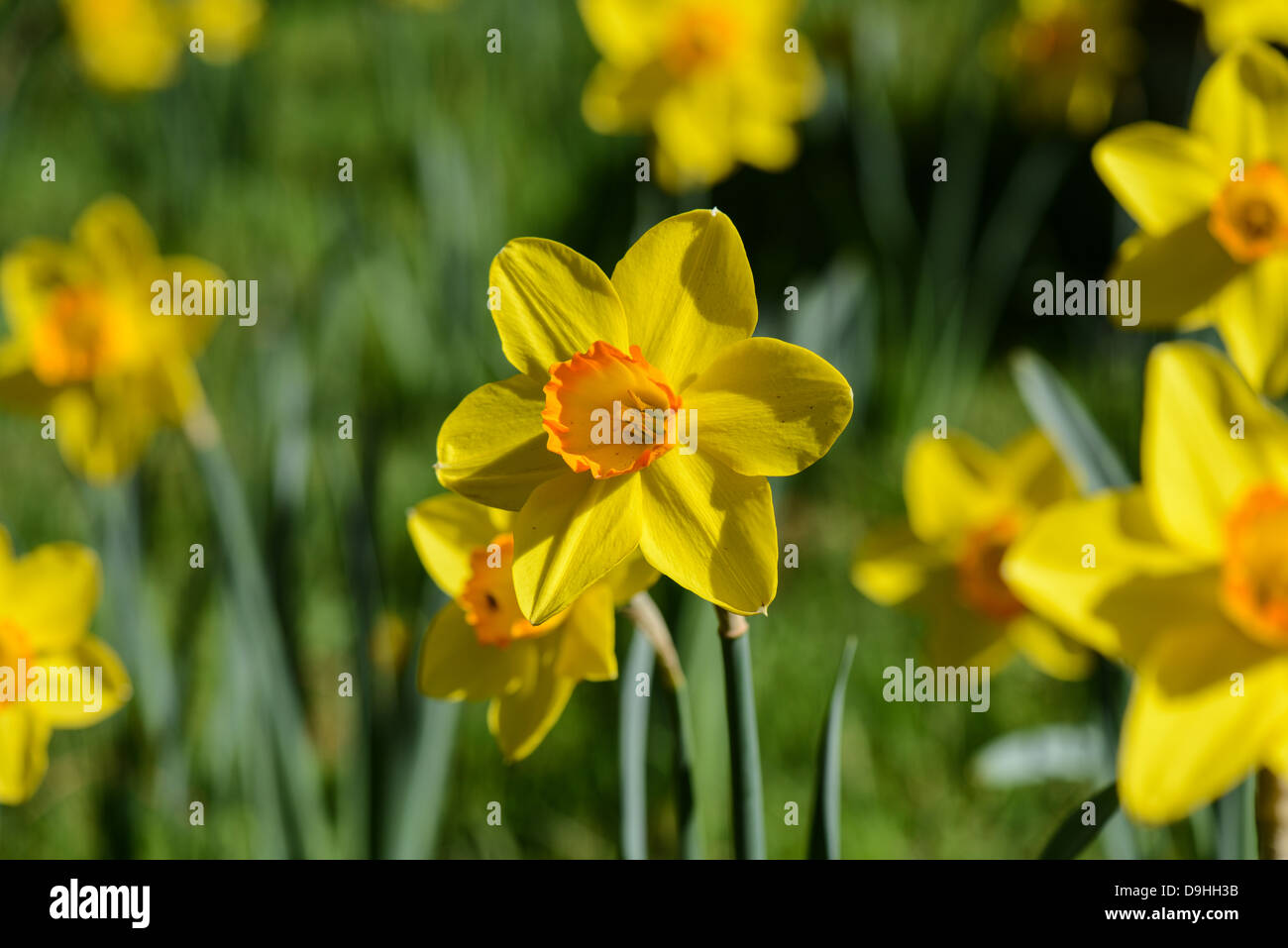 Large yellow daffodil hi-res stock photography and images - Alamy