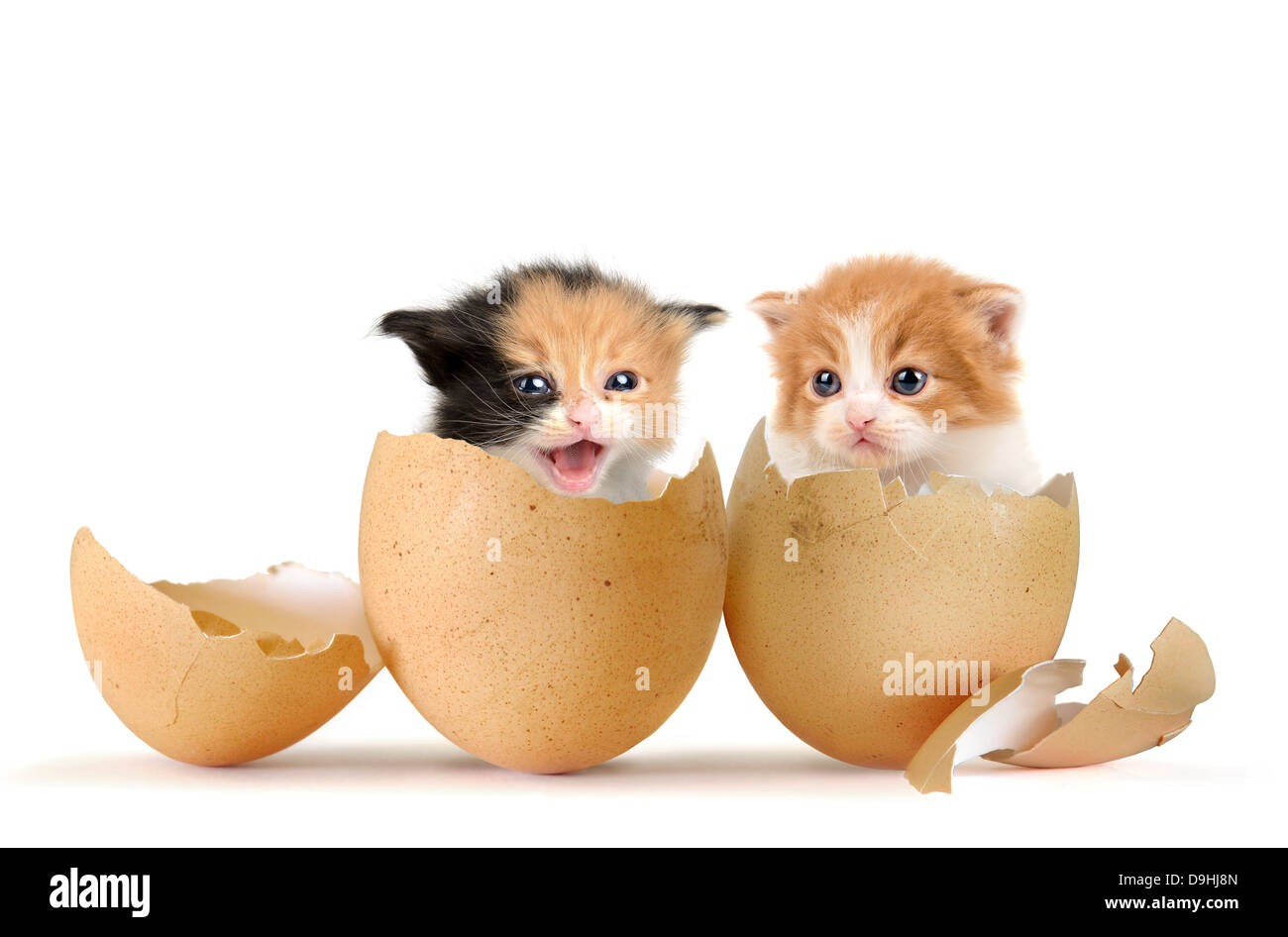 Lovely kittens inside broken eggs isolated in white Stock Photo - Alamy