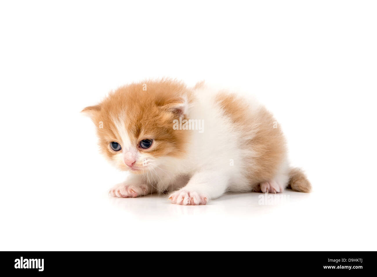 Baby kitten isolated in white Stock Photo - Alamy