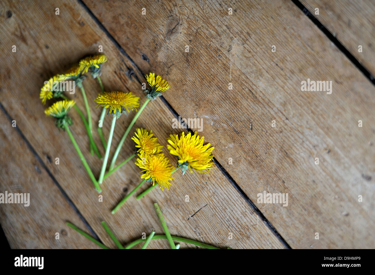 Scattered plants hi-res stock photography and images - Alamy