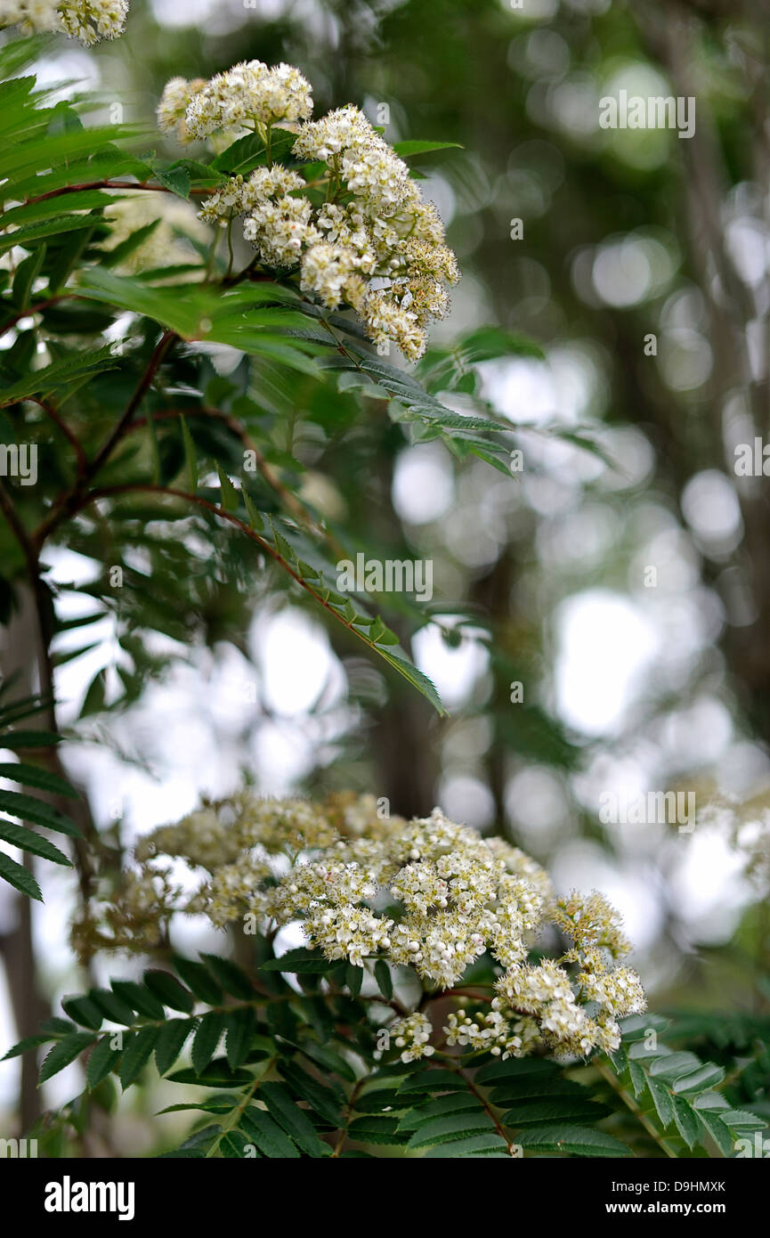 Rowan blossom tree hi-res stock photography and images - Alamy