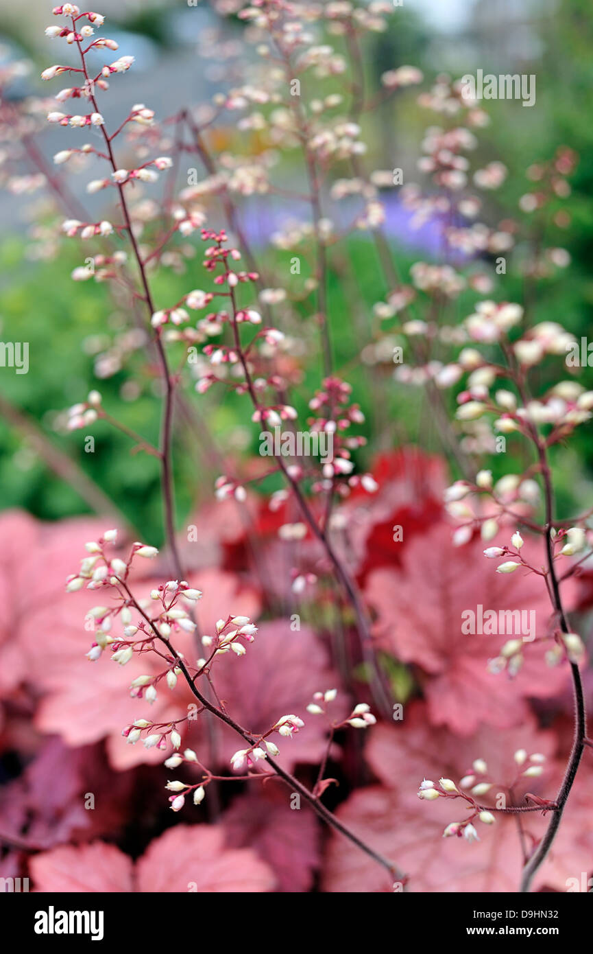 Flowers of a Heuchera plant Stock Photo - Alamy
