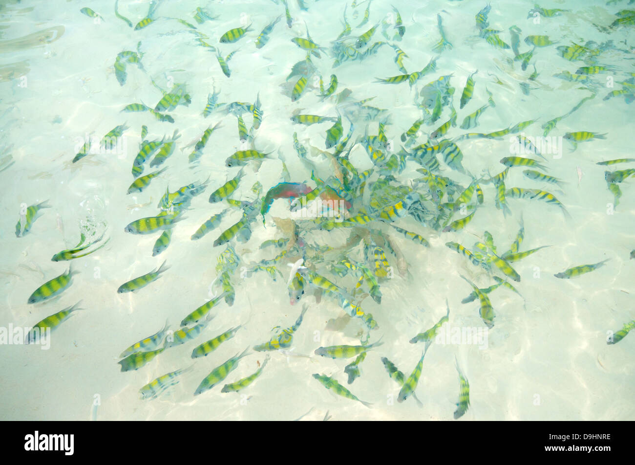 Fish on shallow beach water in Thailand Stock Photo - Alamy