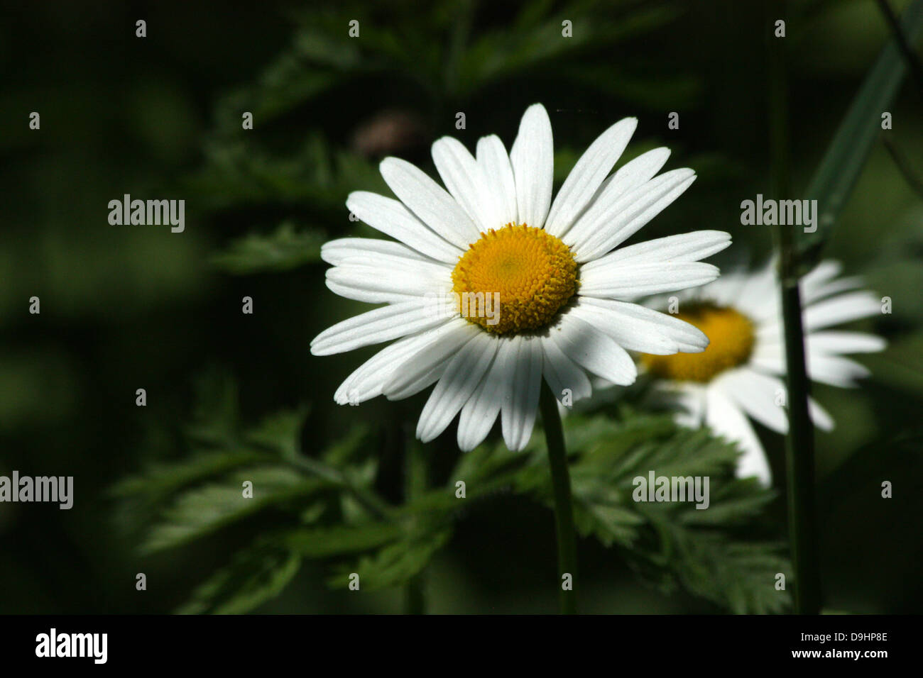 Daisy oxeye hi-res stock photography and images - Alamy