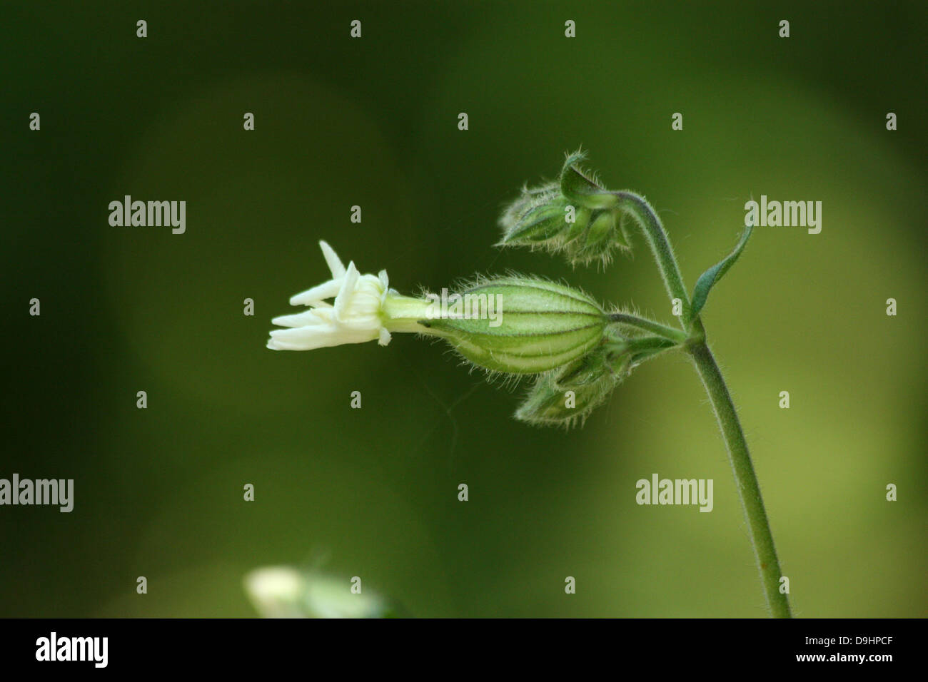 White campion (silene alba Stock Photo - Alamy