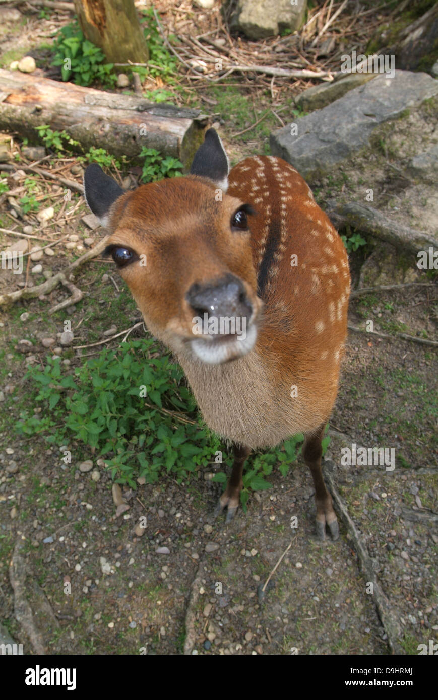 Deer foto hi-res stock photography and images - Alamy