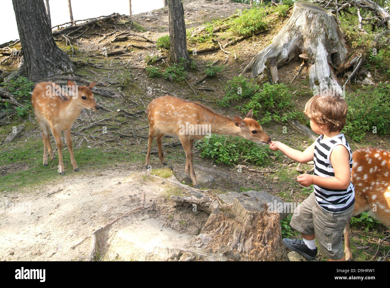 Child feeting a deer Stock Photo - Alamy