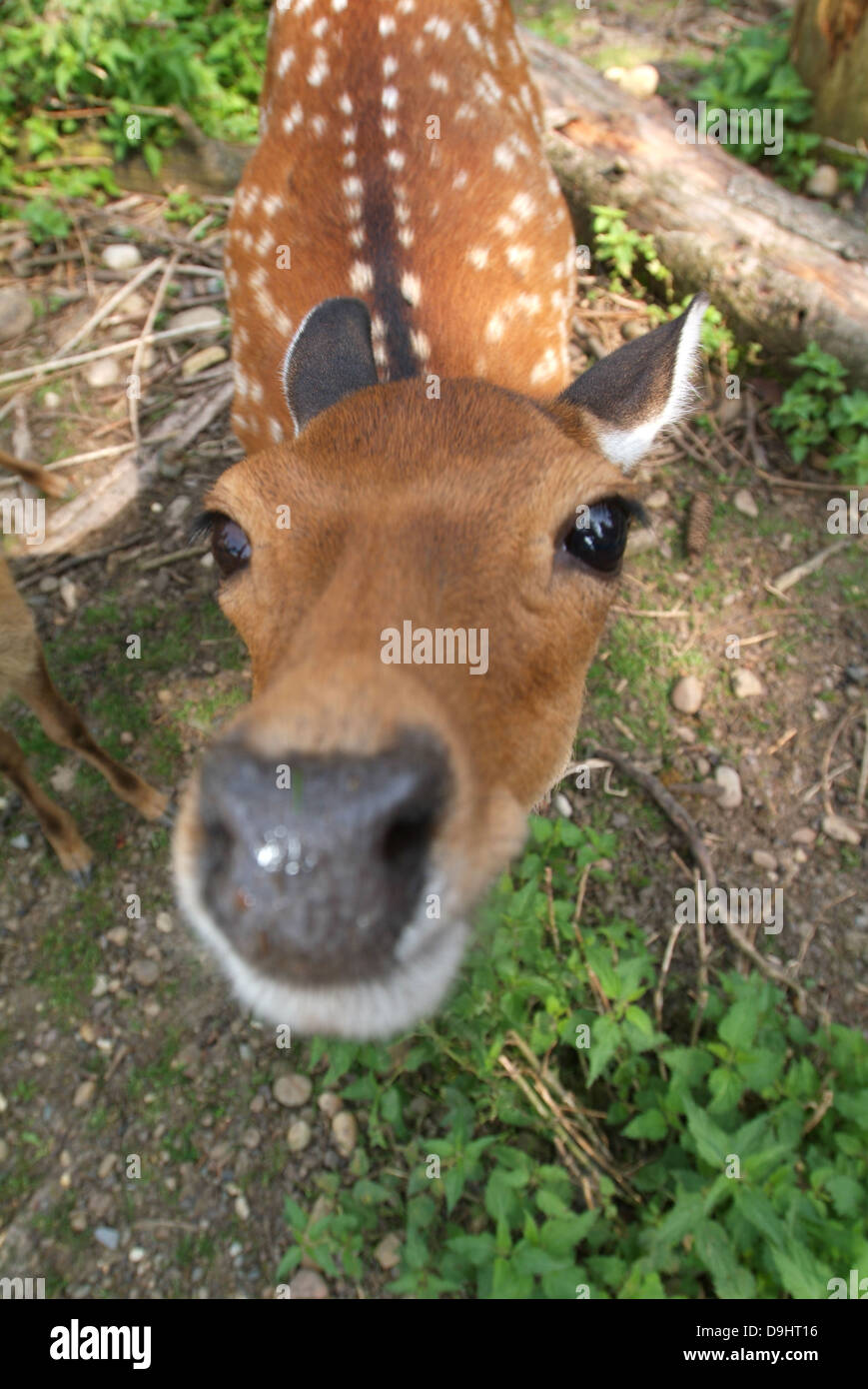 Deer foto hi-res stock photography and images - Alamy