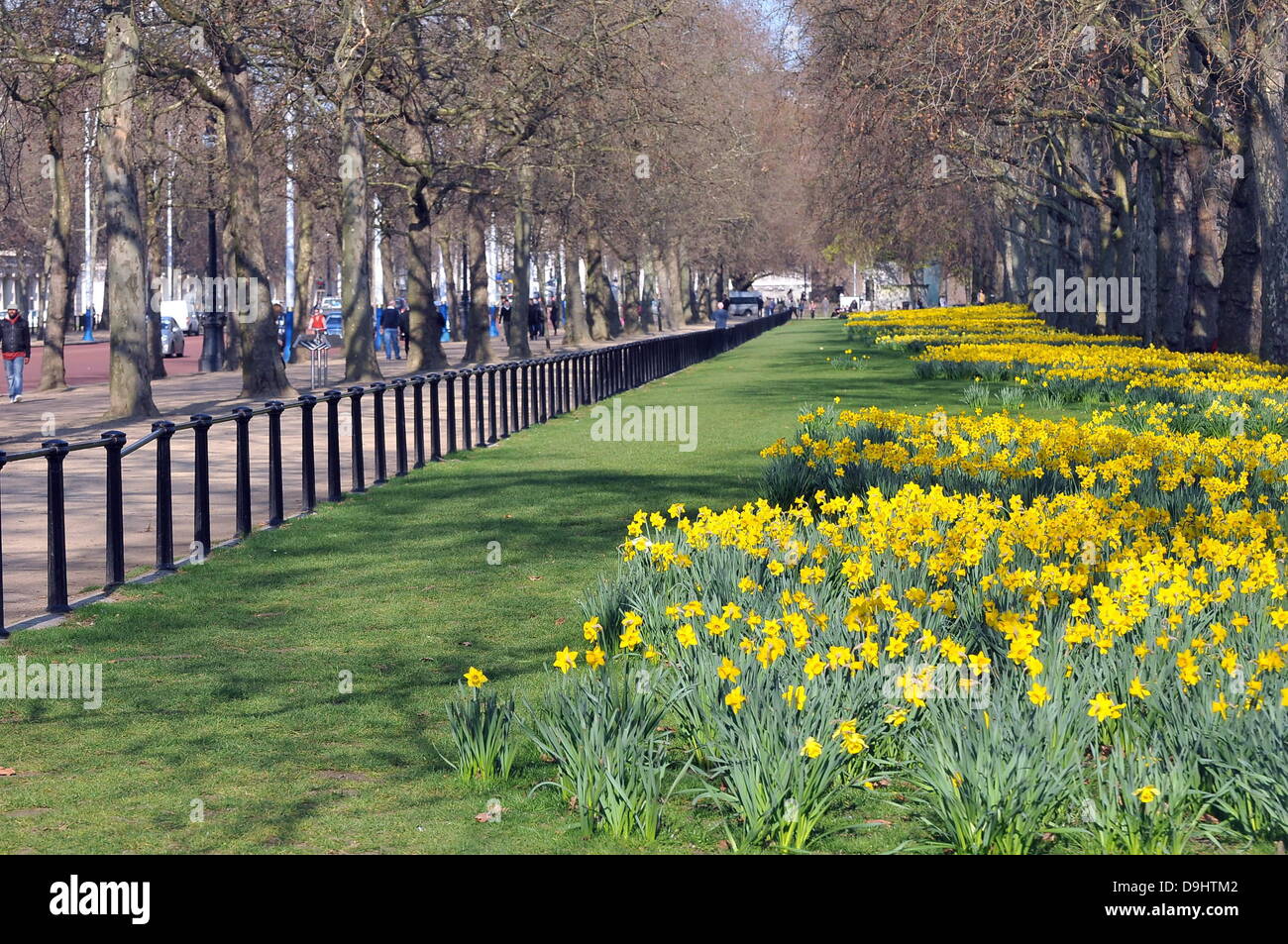 London daffodils spring sunshine hi-res stock photography and images ...