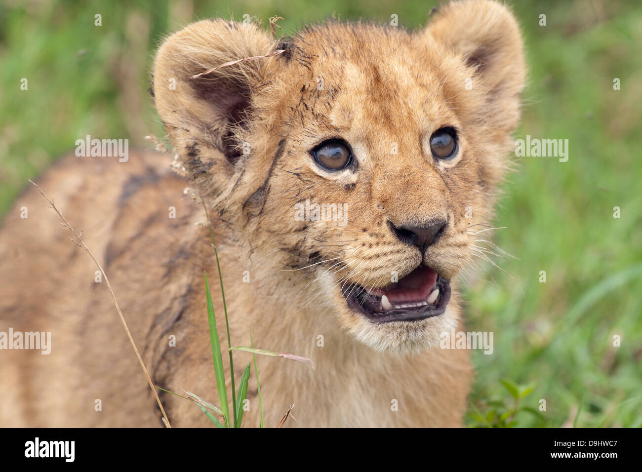 Smiling Baby Lion