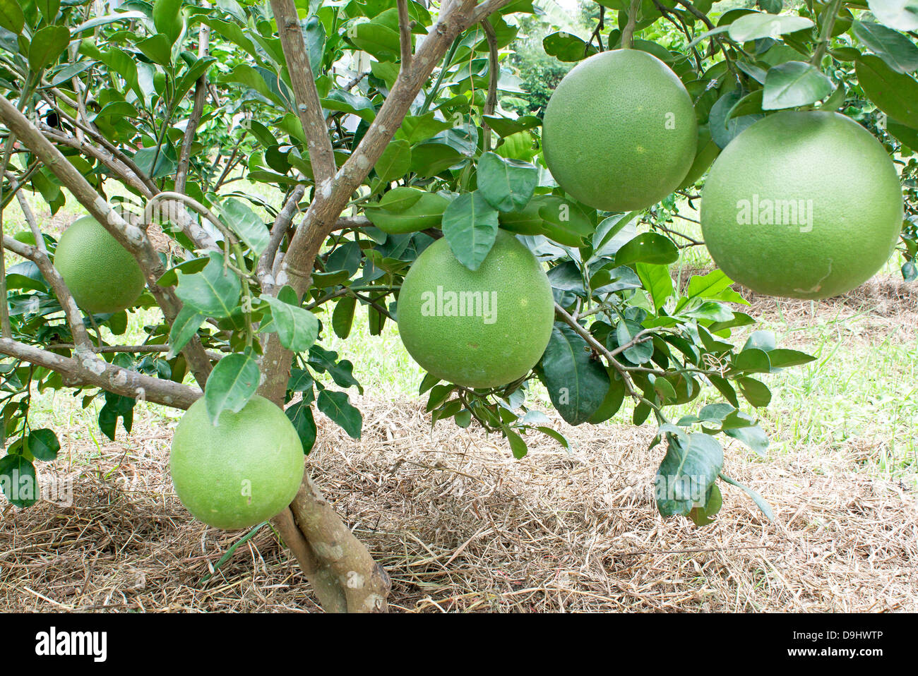 Ripe grapefruit tree hi-res stock photography and images - Alamy