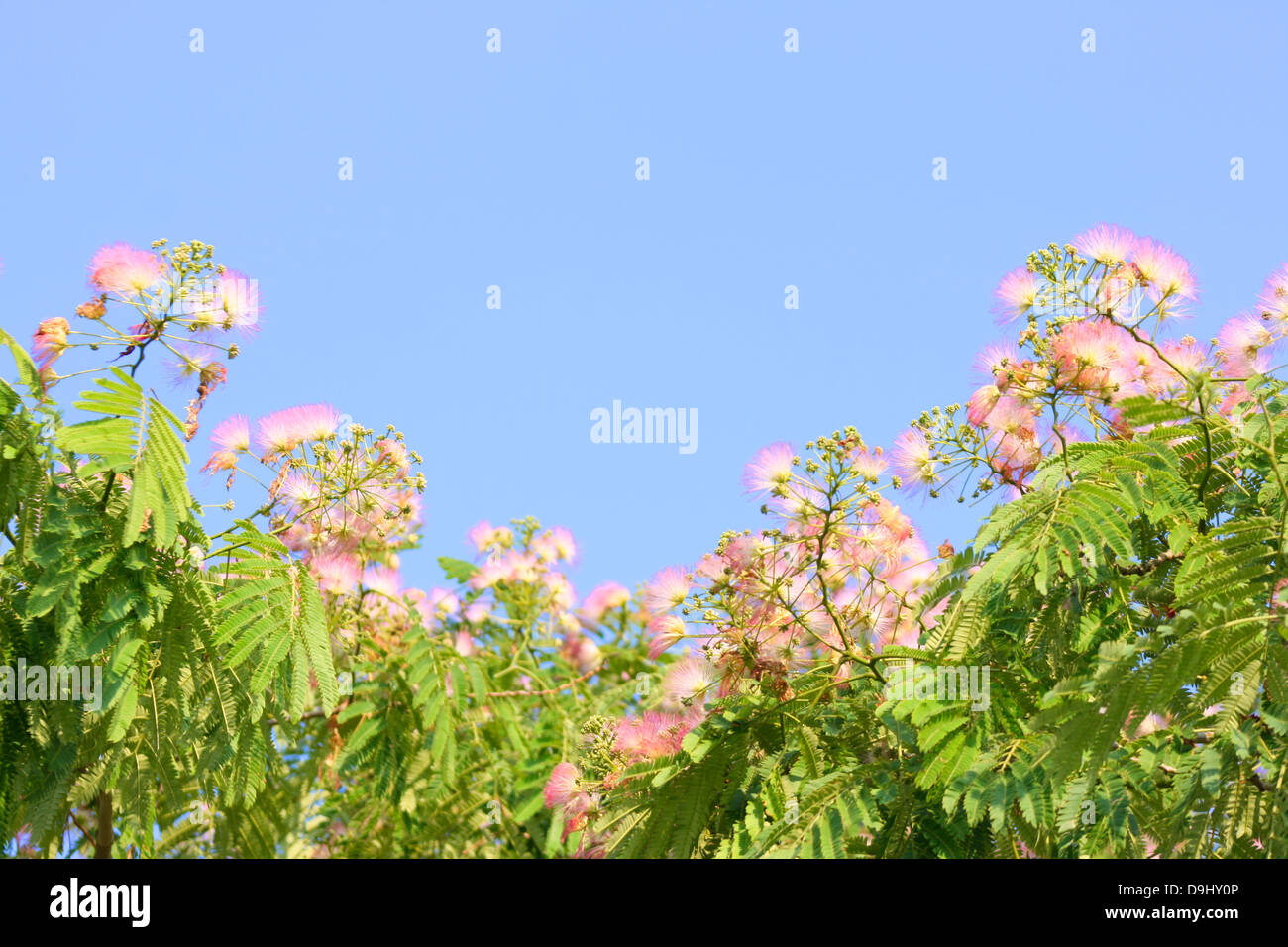 Blossoms of Silk Tree Stock Photo - Alamy