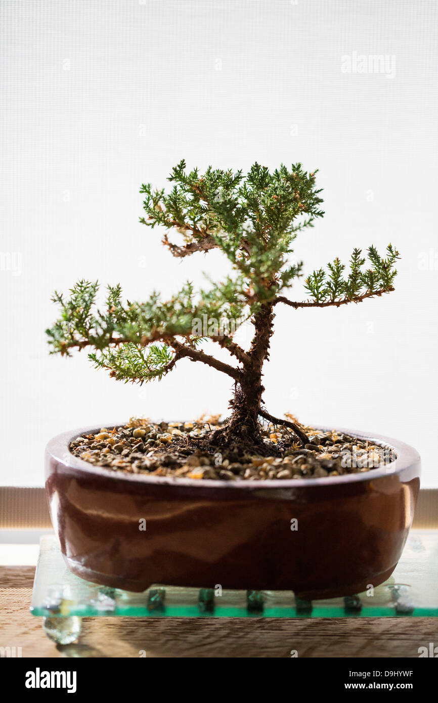 Bonsai tree on a table at home Stock Photo - Alamy