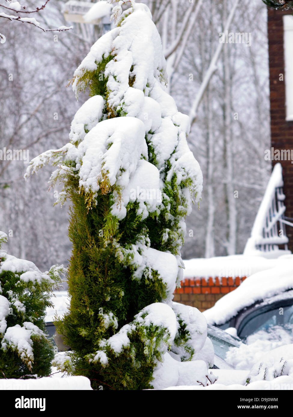Snow covered conifer tree Stock Photo - Alamy