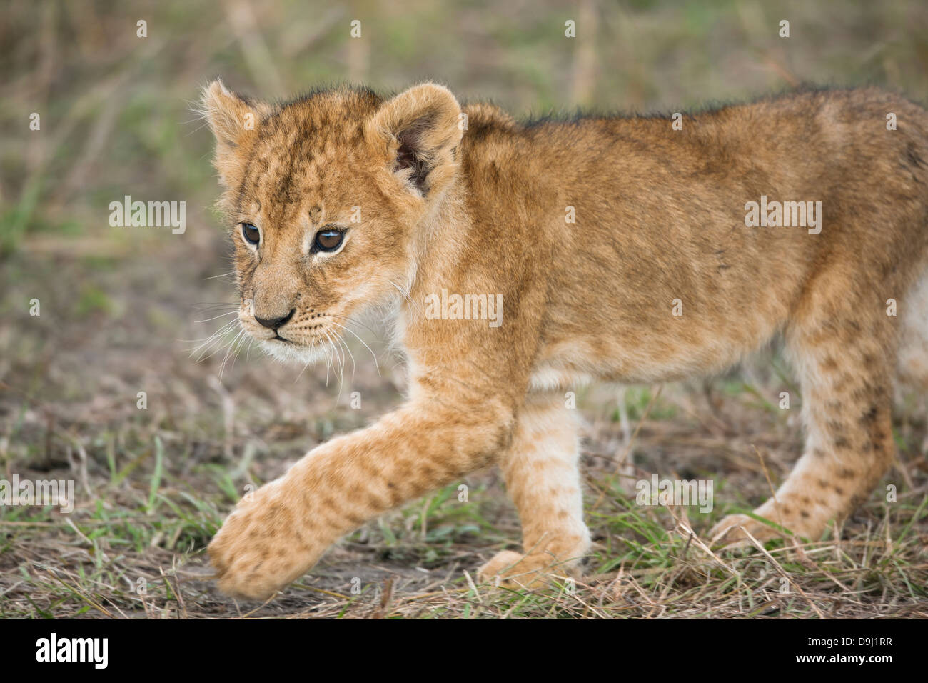 Lion cub hi-res stock photography and images - Alamy