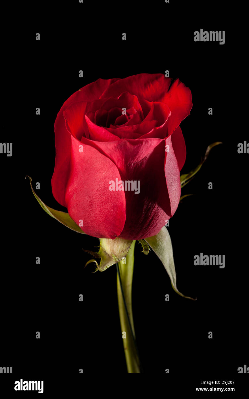 Beautiful Bright Red Rose for Valentine's Day Stock Photo - Alamy
