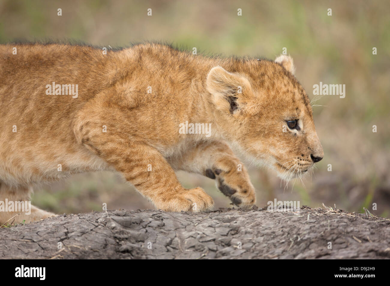 Lion cub masai mara hi-res stock photography and images - Alamy