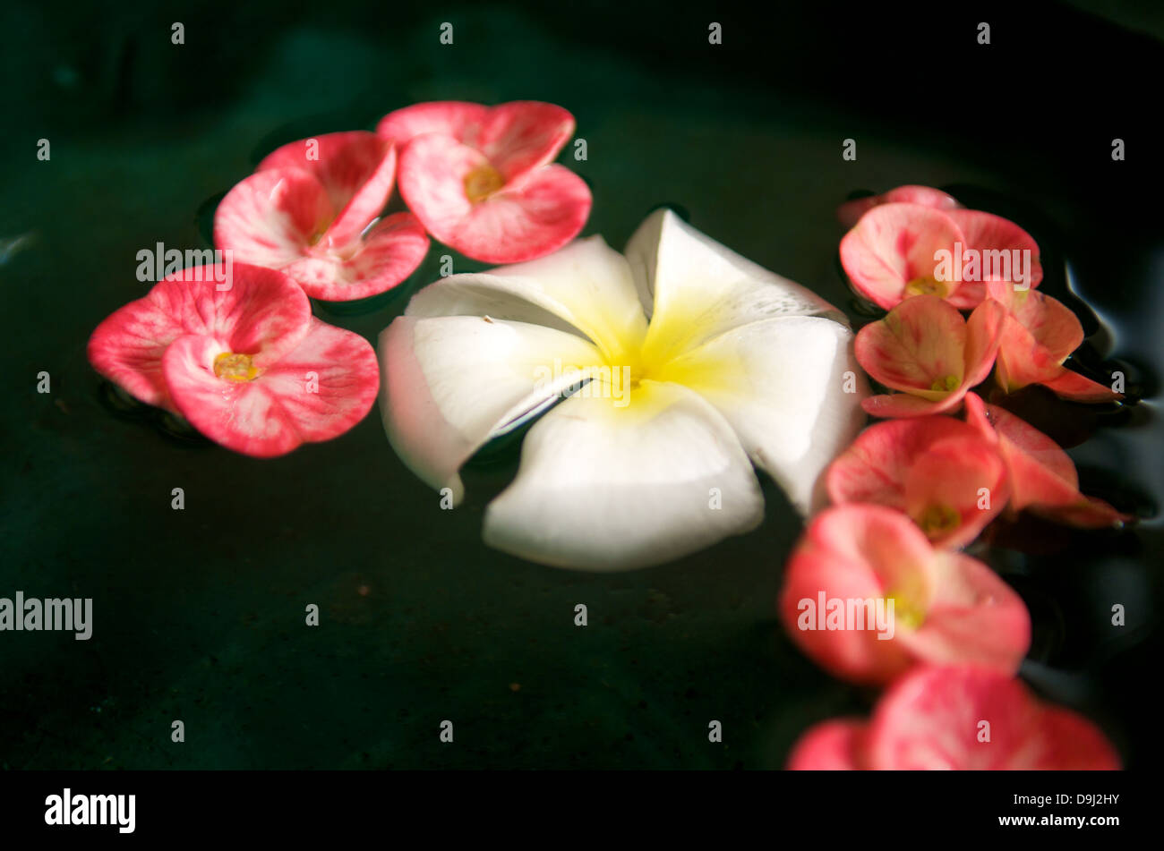 Beautiful flowers in the water Stock Photo - Alamy