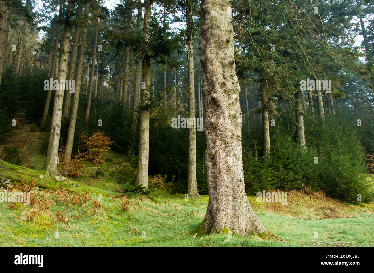 Conifer tree trees hi-res stock photography and images - Alamy
