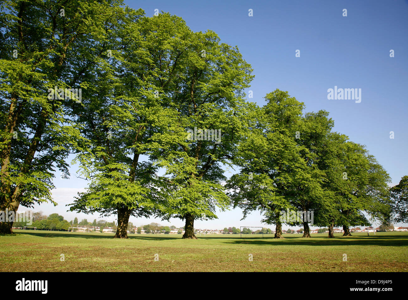Avenue of lime trees in Gunnersbury Park, Gunnersbury, London, UK Stock ...