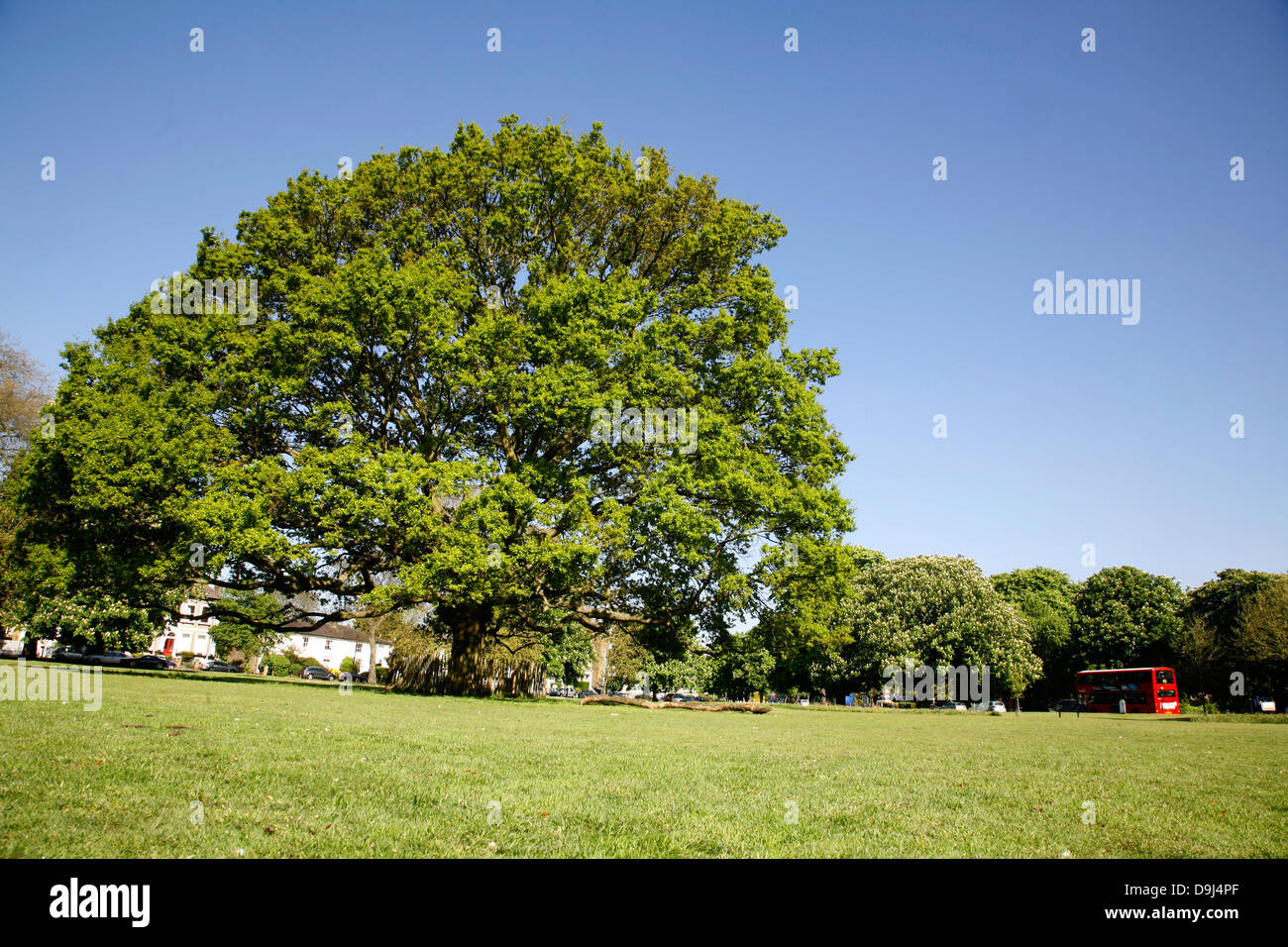 Oak tree on Ealing Common, Ealing, London, UK Stock Photo - Alamy